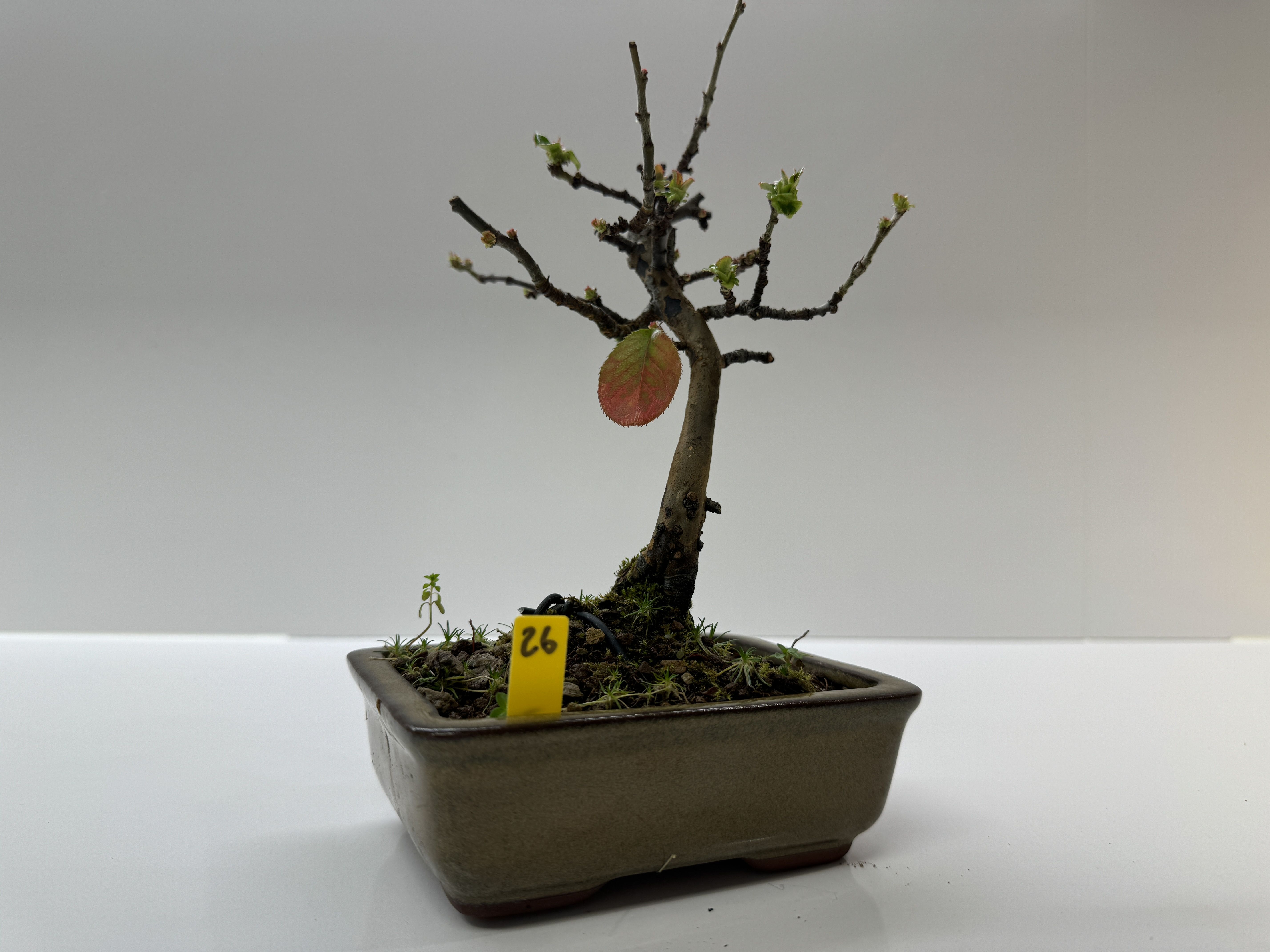 Pseudocydonia Sinensis | MINIBONSÁI SHOP