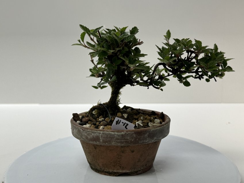 Viburnum Dilatatum | MINIBONSÁI SHOP